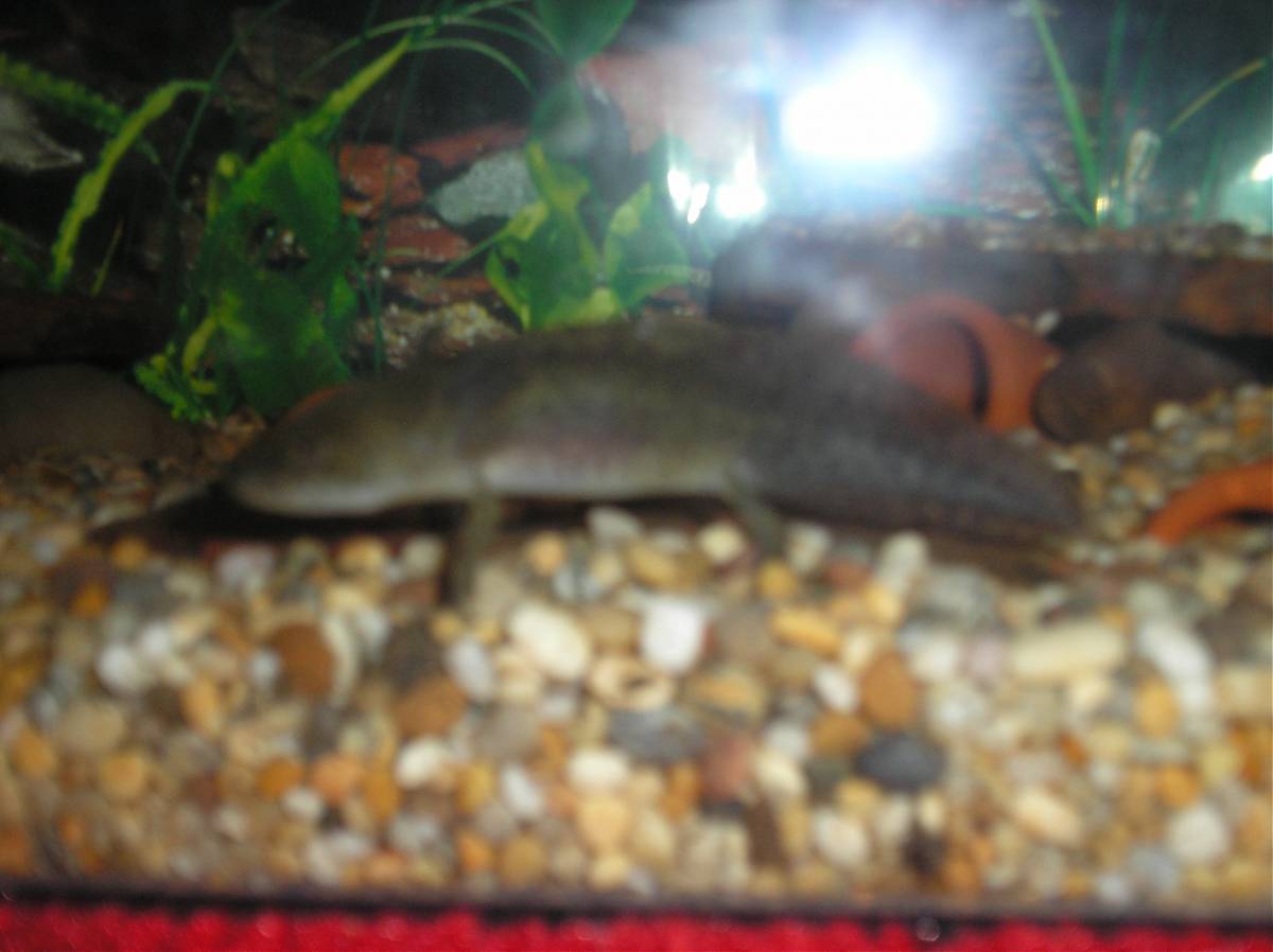 baby axolotl!!!!!!! | Caudata.org: Newts and Salamanders Portal
