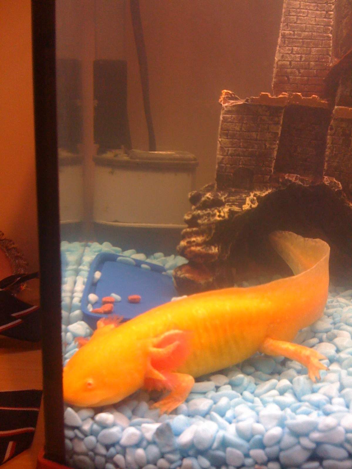 I think my axolotl is fat.. | Caudata.org: Newts and Salamanders Portal