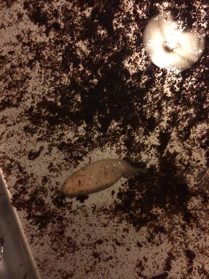 What is this blob? | Caudata.org: Newts and Salamanders Portal