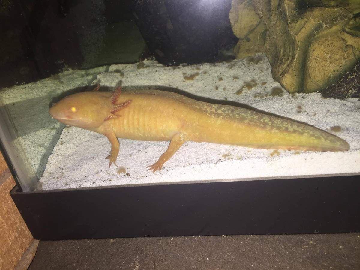 Is my axolotl sick? | Caudata.org: Newts and Salamanders Portal