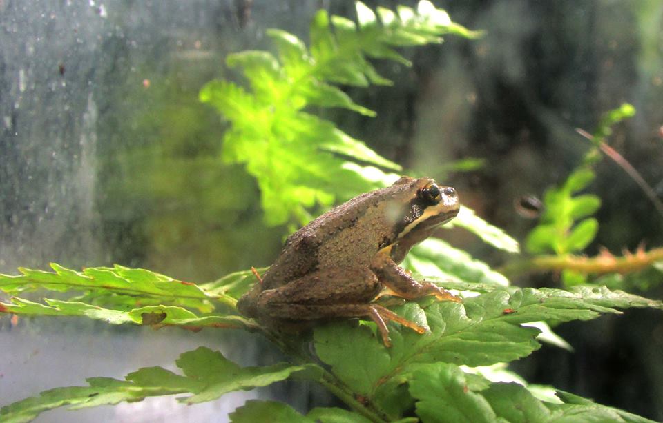 Nz Brown Tree Frogs Whistling Tree Frogs Newts And Salamanders Portal