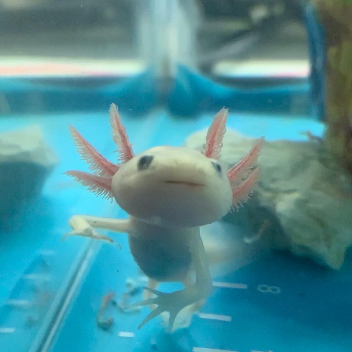 Cute Baby Axolotl