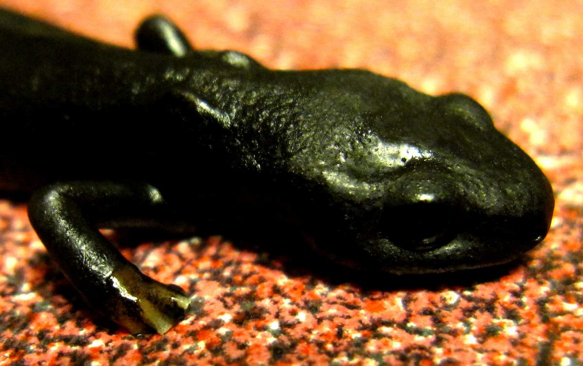 Illness/Sickness: - Bad infection on purchased fire belly newt ...