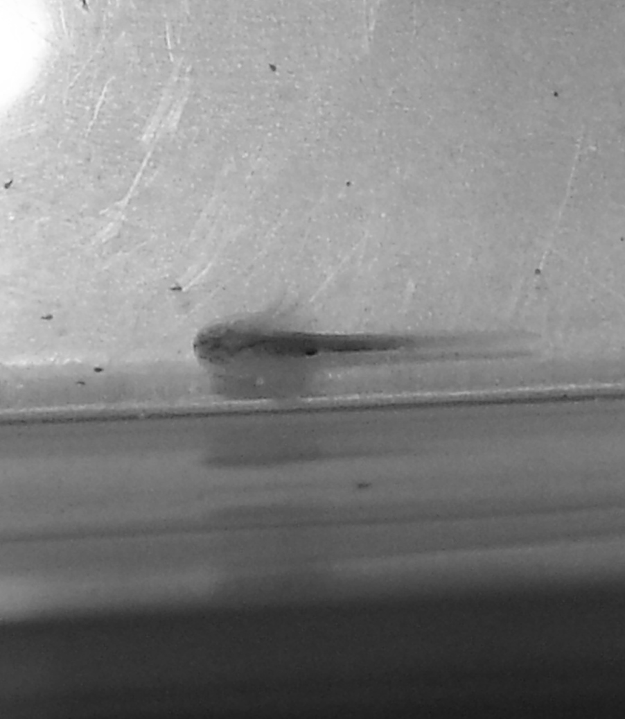 25 hatchlings | Caudata.org: Newts and Salamanders Portal