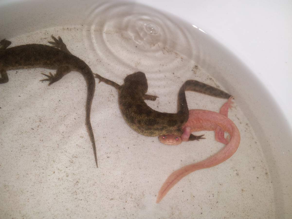 Had my newts 2 hours and.. AMPLEXUS!! | Caudata.org: Newts and ...