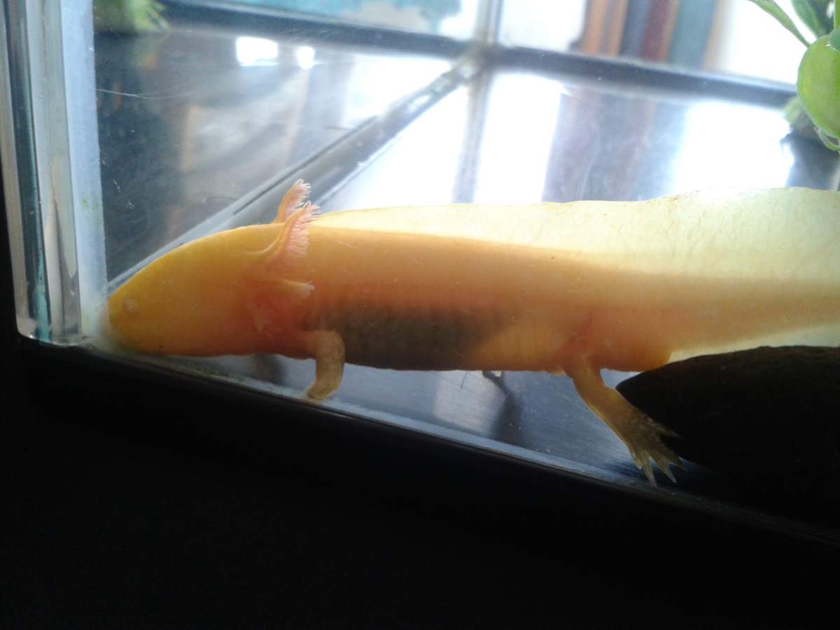 How To Tell The Sexes Of My Axolotols Please Caudata Newts And 
