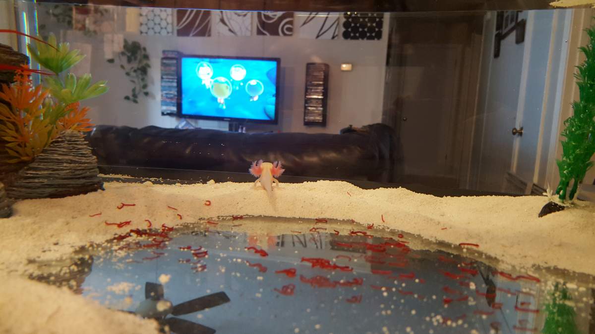 Goofy Axolotls | Caudata.org: Newts and Salamanders Portal