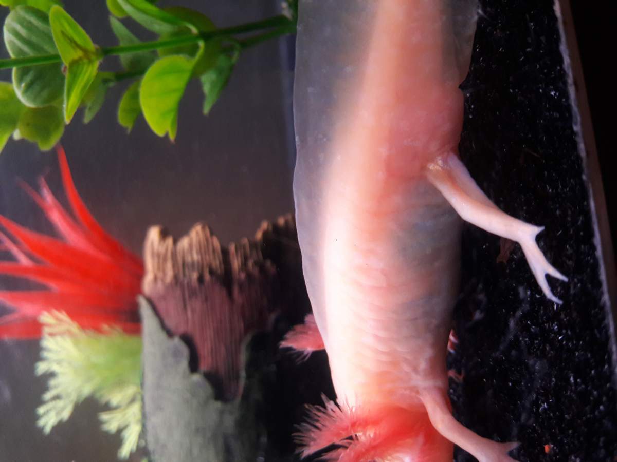 Axolotl gender? | Caudata.org: Newts and Salamanders Portal