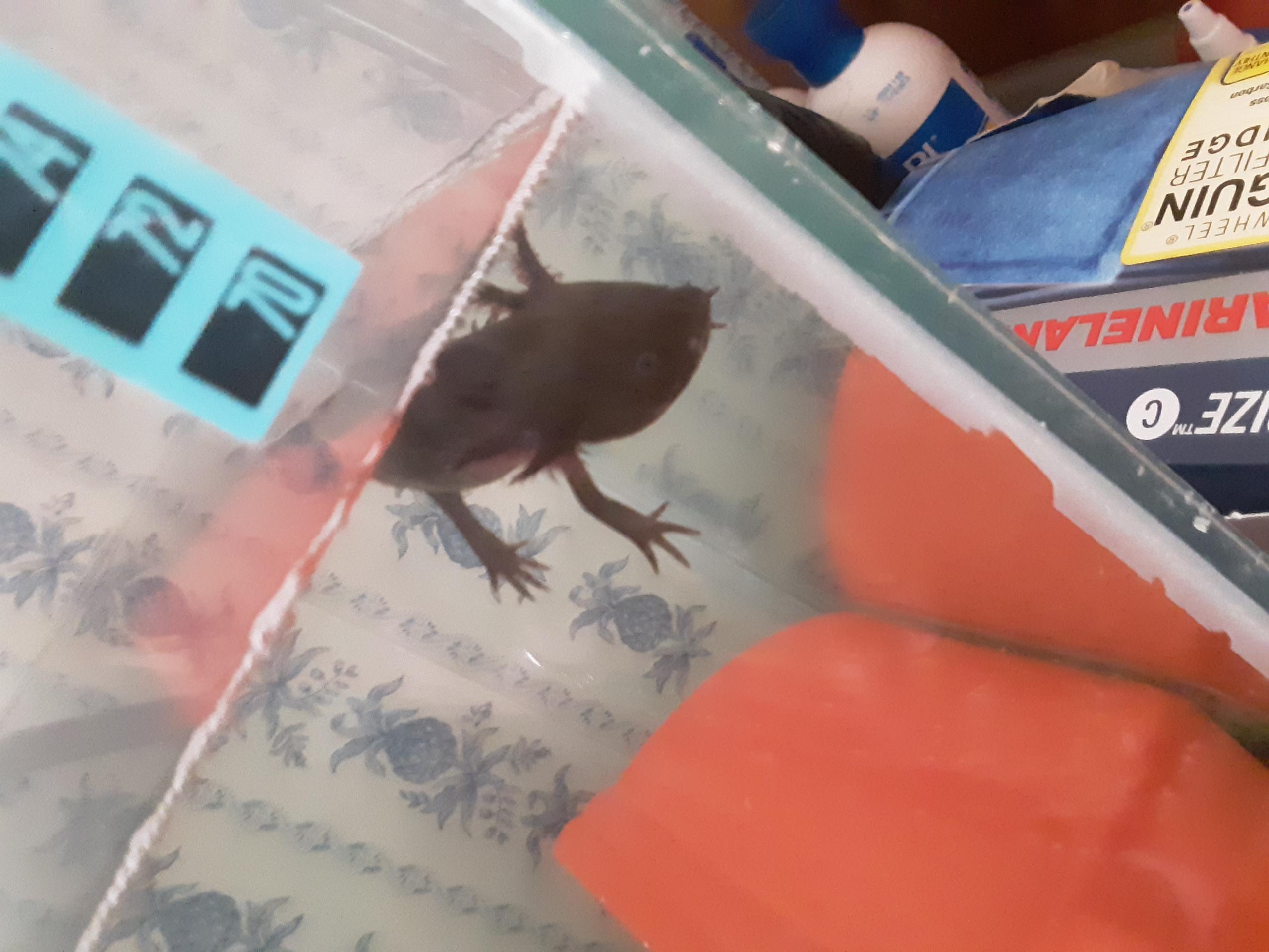 Axolotl Constantly Floating, Sometimes Upside Down | Caudata.org: Newts ... Axolotl Constantly Floating, Sometimes Upside Down | Caudata.org: Newts ...