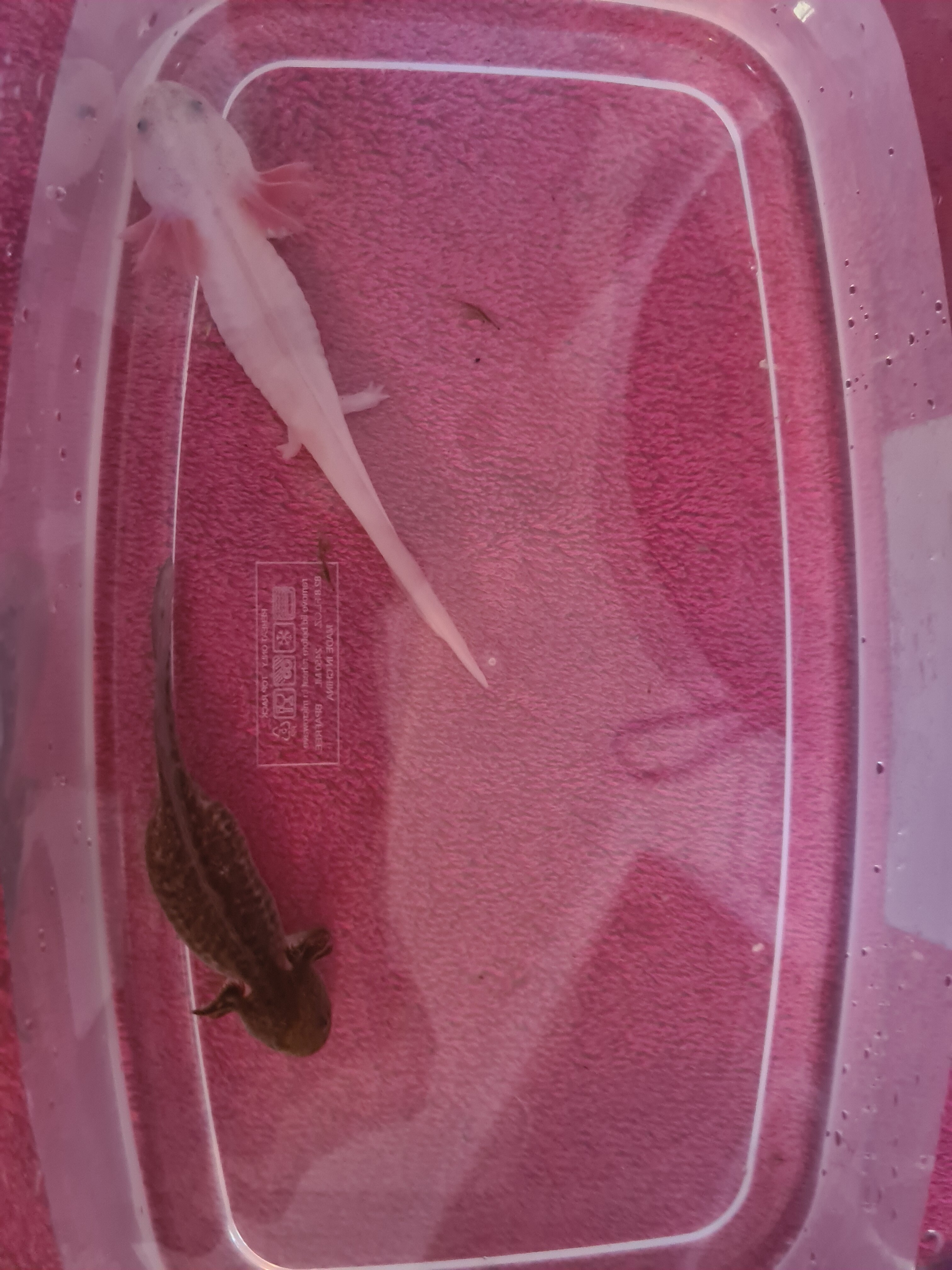 Please help does my Baby have Short toe syndrome? Or is he dwarf ...