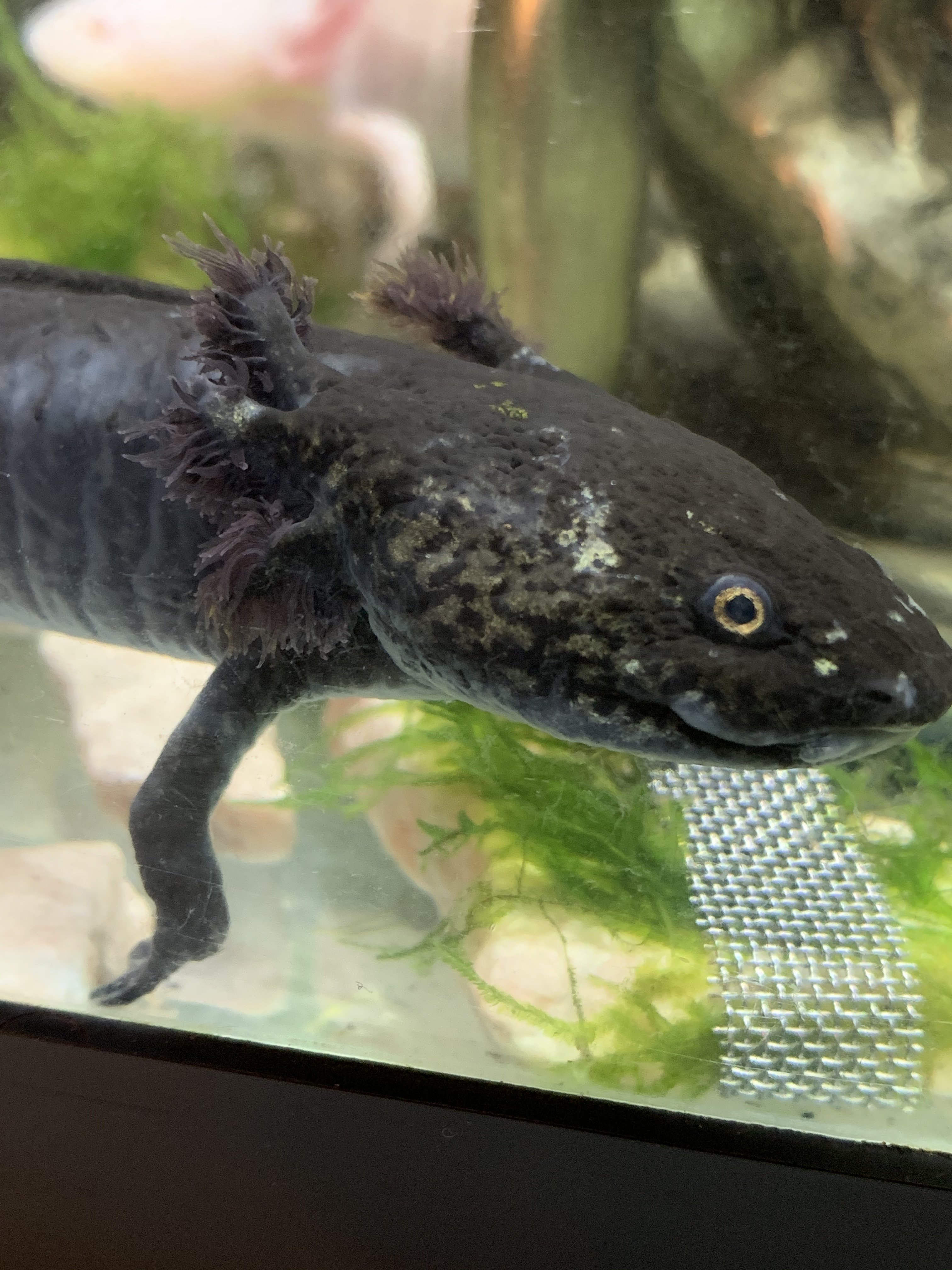 Strange Pigmentation or Illness? | Caudata.org: Newts and Salamanders ...