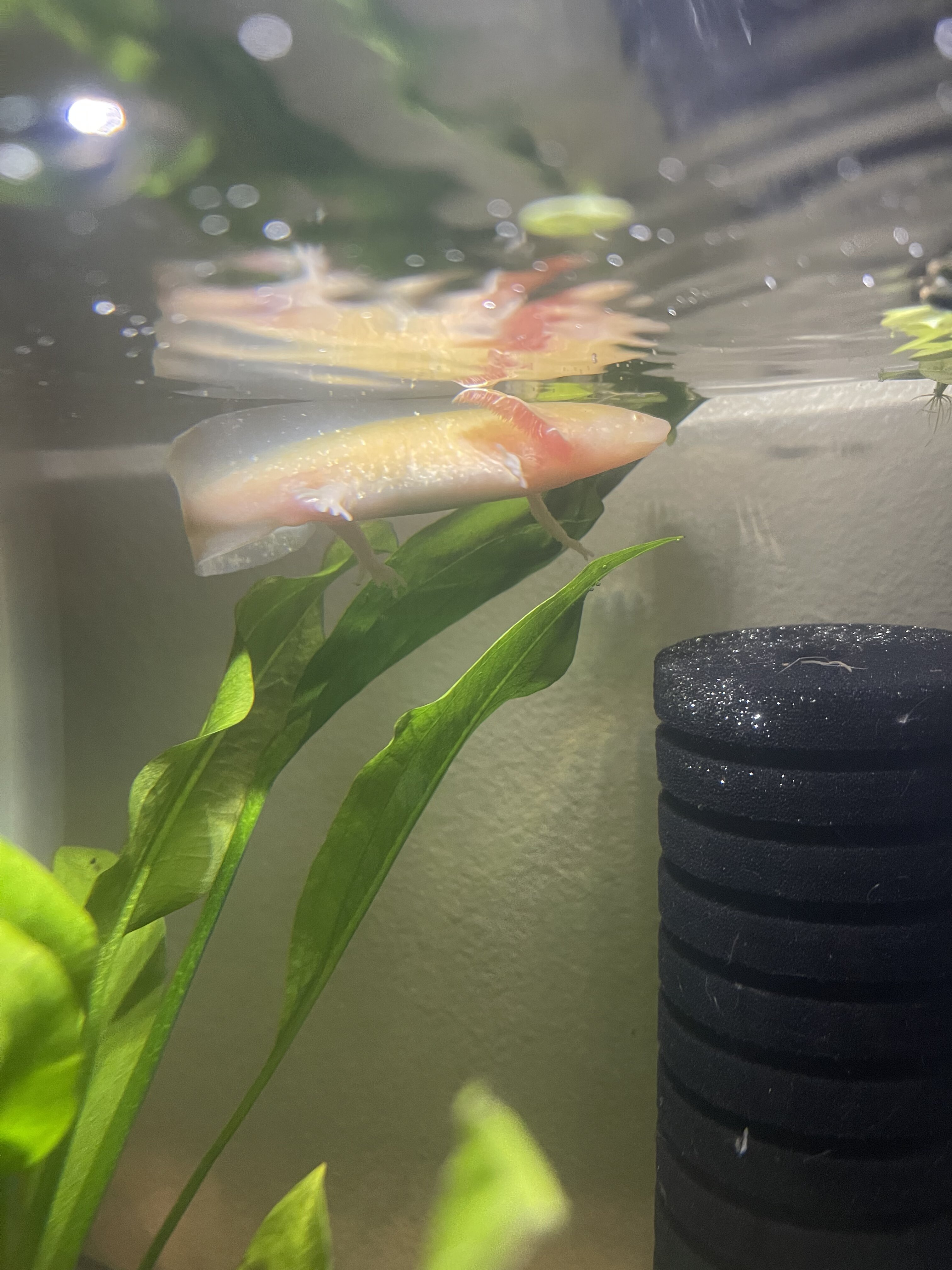 Why is my axolotl floating? | Caudata.org: Newts and Salamanders Portal