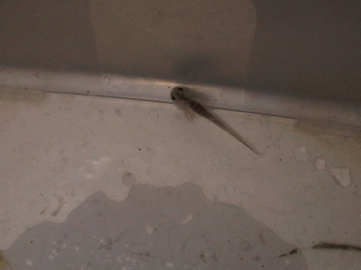 Axolotl Baby - 1 month old