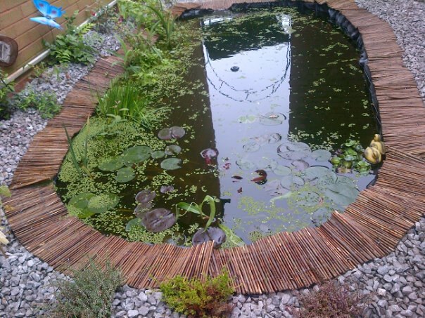 Axolotls kept in pond | Caudata.org: Newts and Salamanders Portal