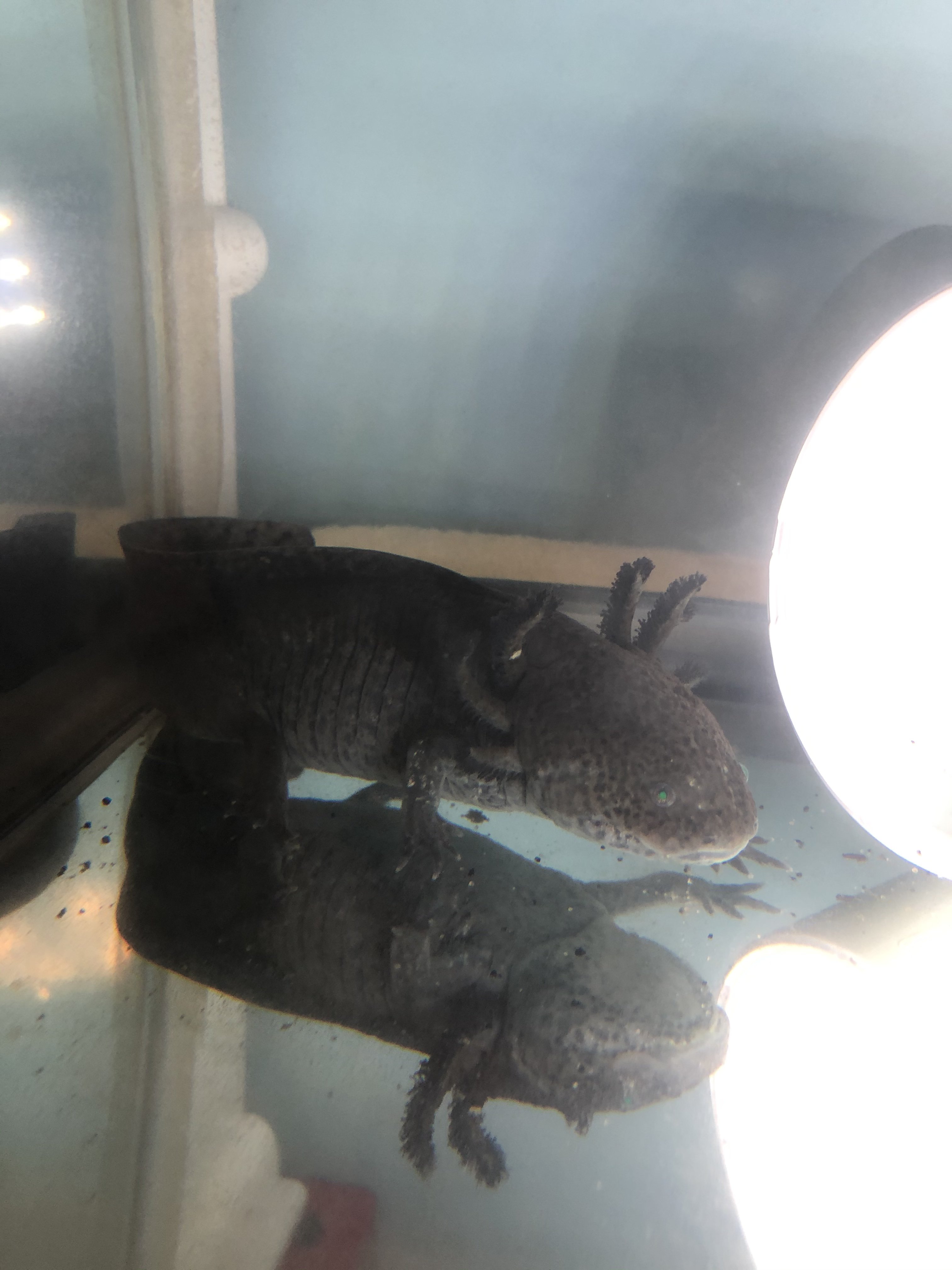 Stressed Axoltol help! | Caudata.org: Newts and Salamanders Portal