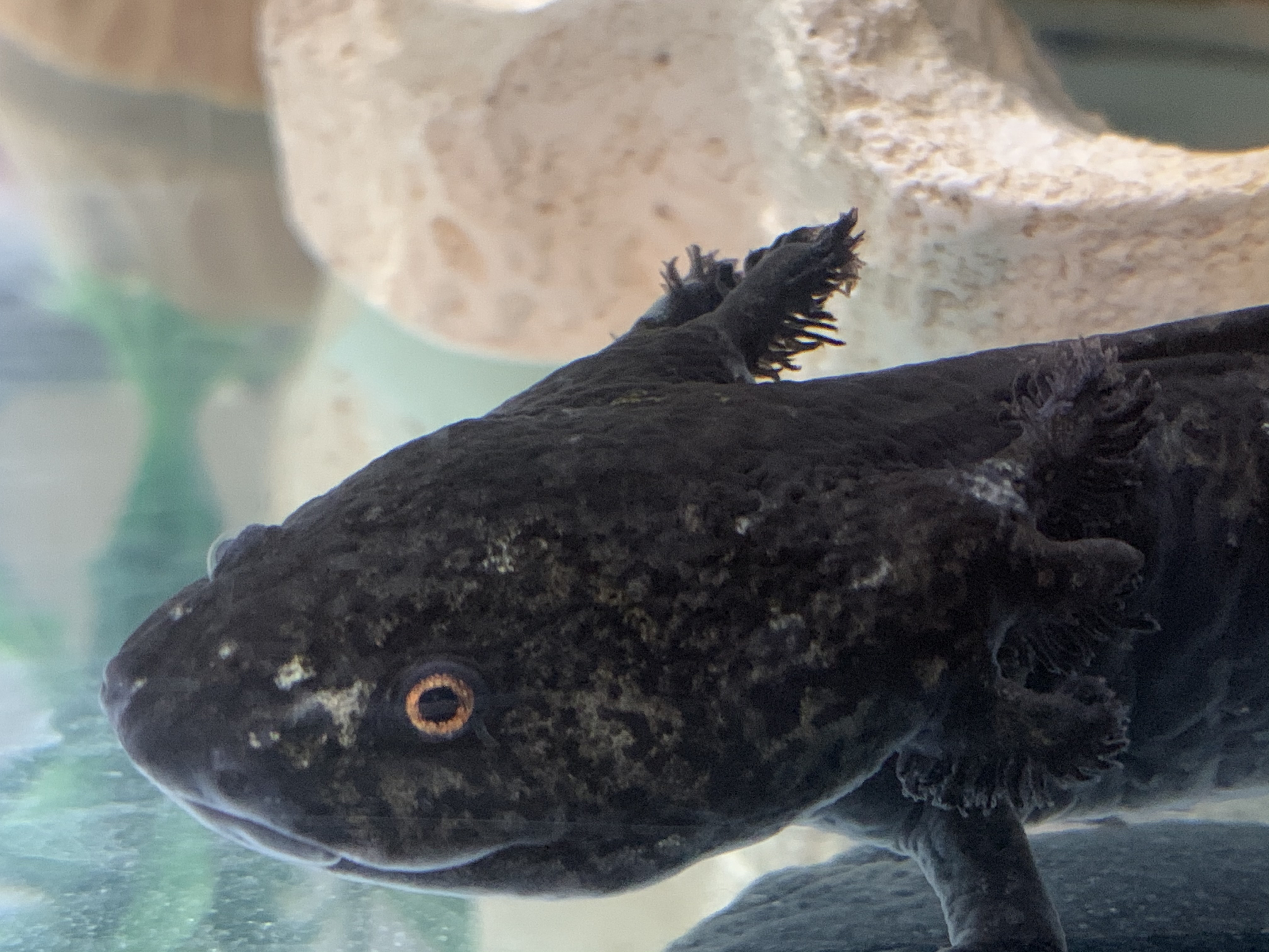 Strange Pigmentation or Illness? | Caudata.org: Newts and Salamanders ...