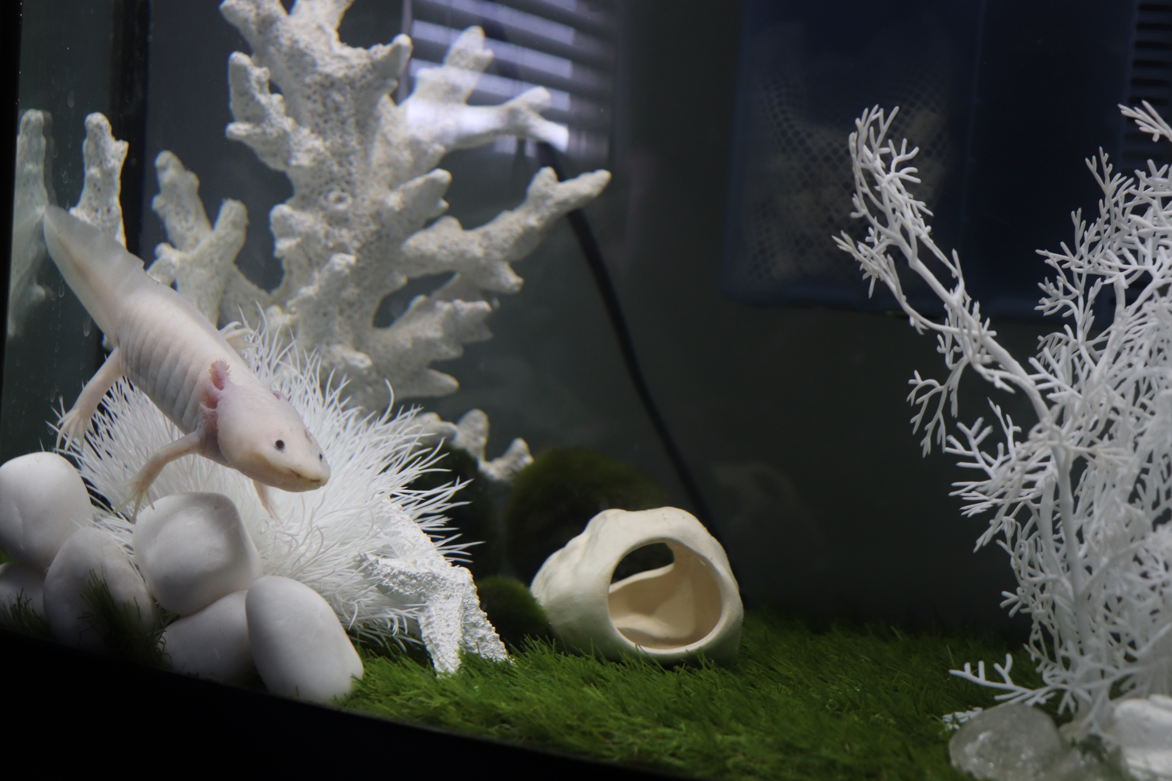 Axolotl hideouts? | Caudata.org: Newts and Salamanders Portal