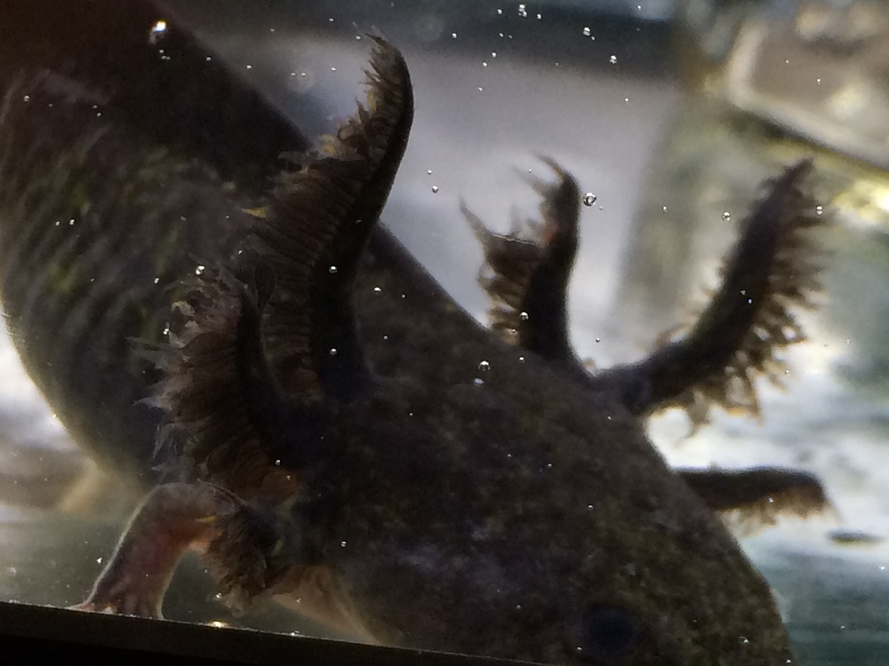Illness/Sickness: - Urgent... Injured Axolotl sucked into aquarium ...