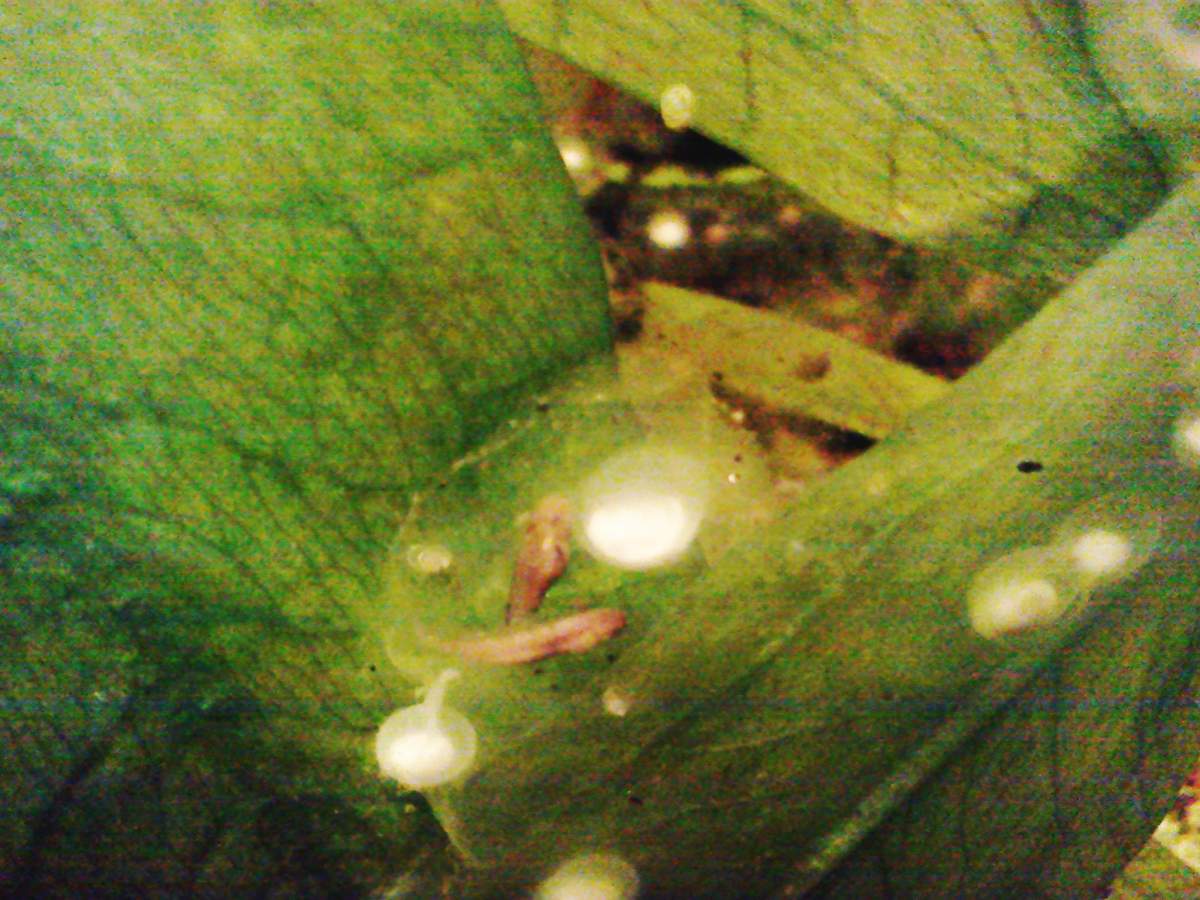 Axolotl twins?? | Caudata.org: Newts and Salamanders Portal