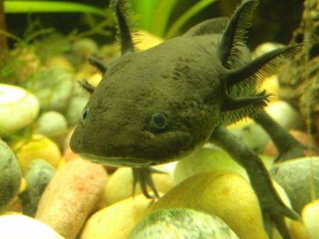 Maru The Axolotl Close Ups | Caudata.org: Newts and Salamanders Portal