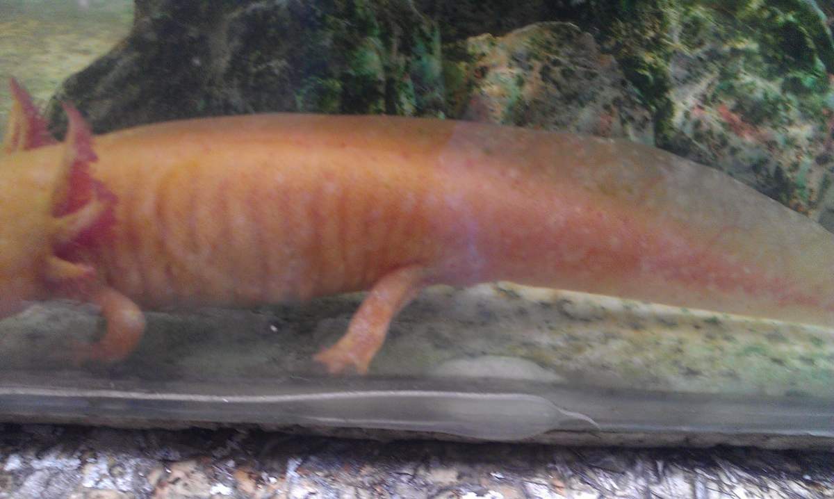 Boy or girl axolotl?? | Caudata.org: Newts and Salamanders Portal