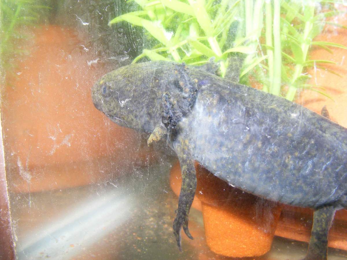Help! Fungus, Parasite any body know? | Caudata.org: Newts and ...