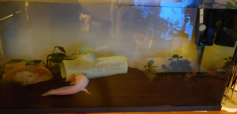 Axolotl hideouts? | Caudata.org: Newts and Salamanders Portal