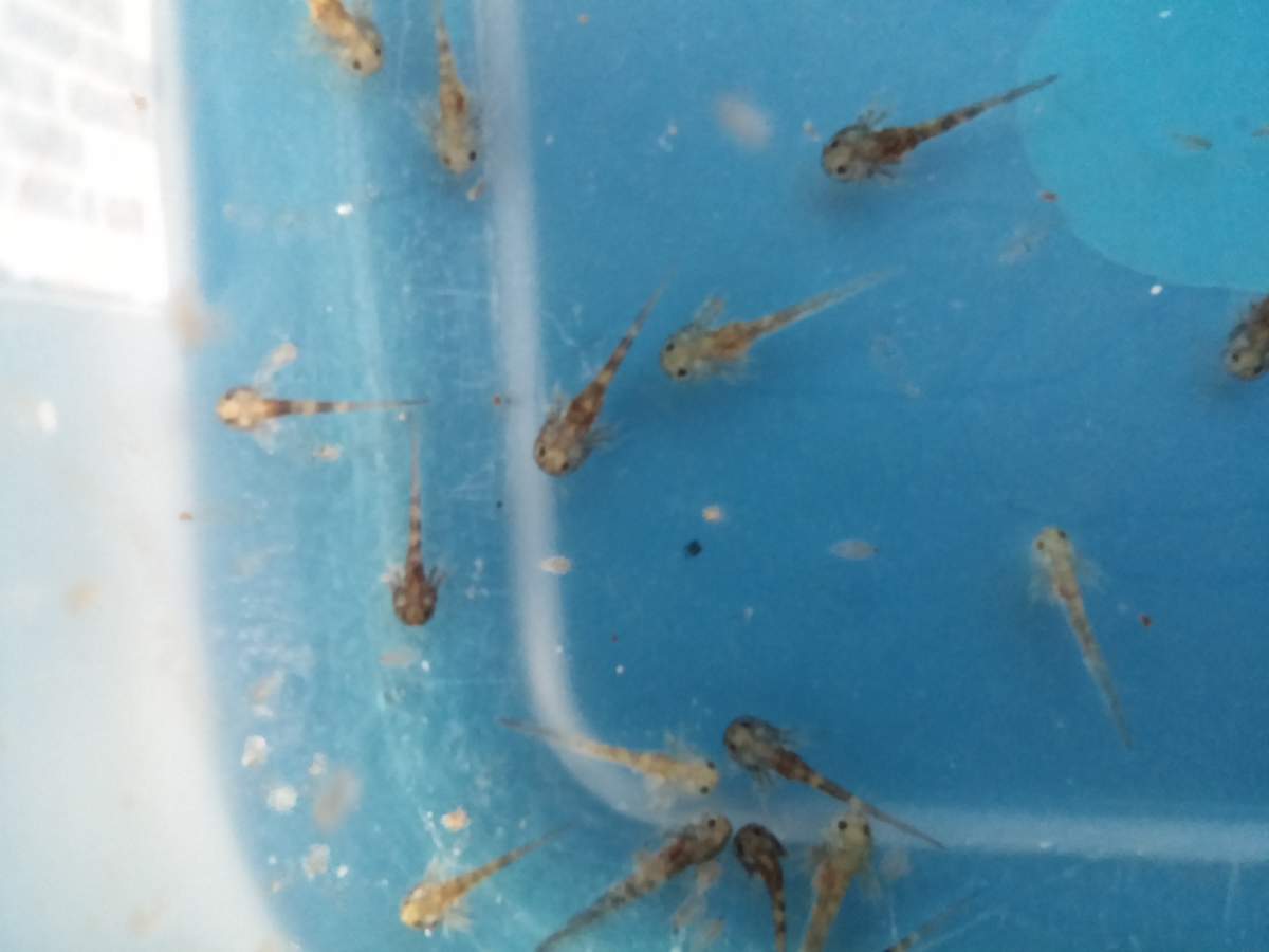 Identify Gfb Axolotl