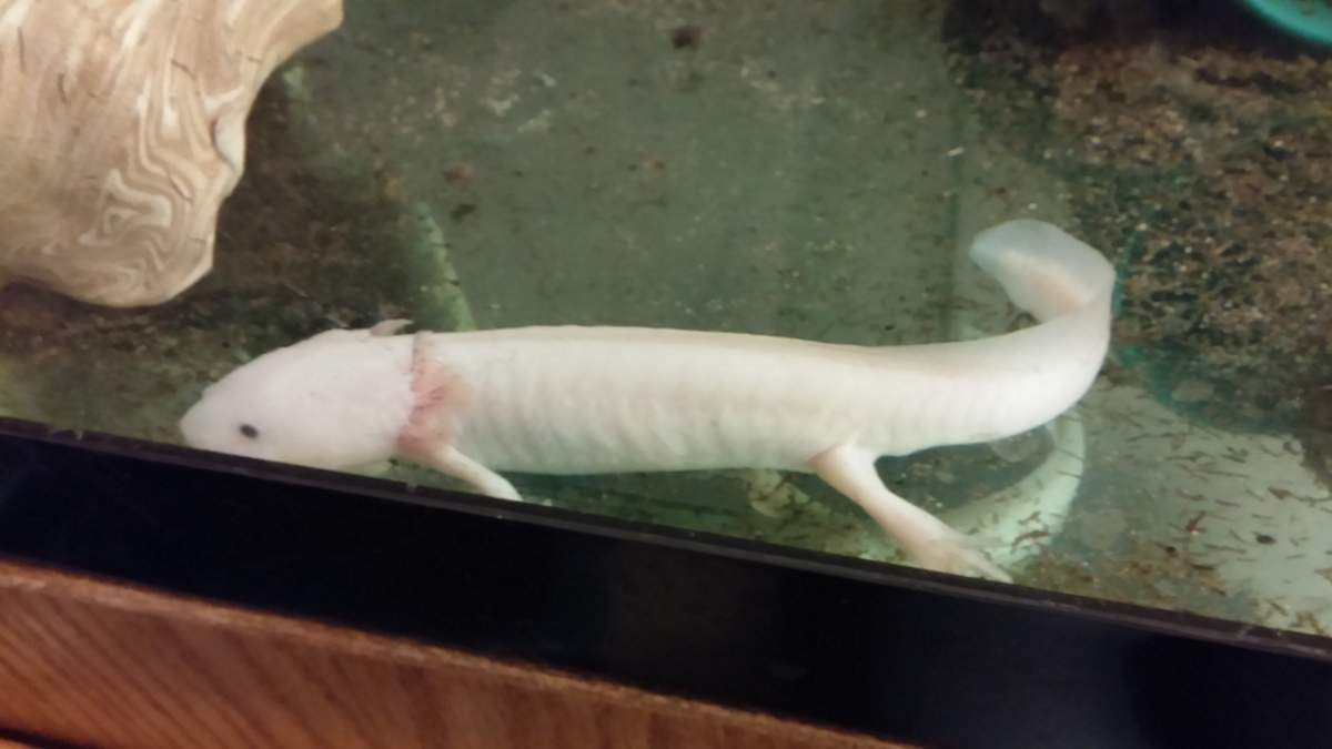 Axie Losing Tail Fin | Caudata.org: Newts and Salamanders Portal