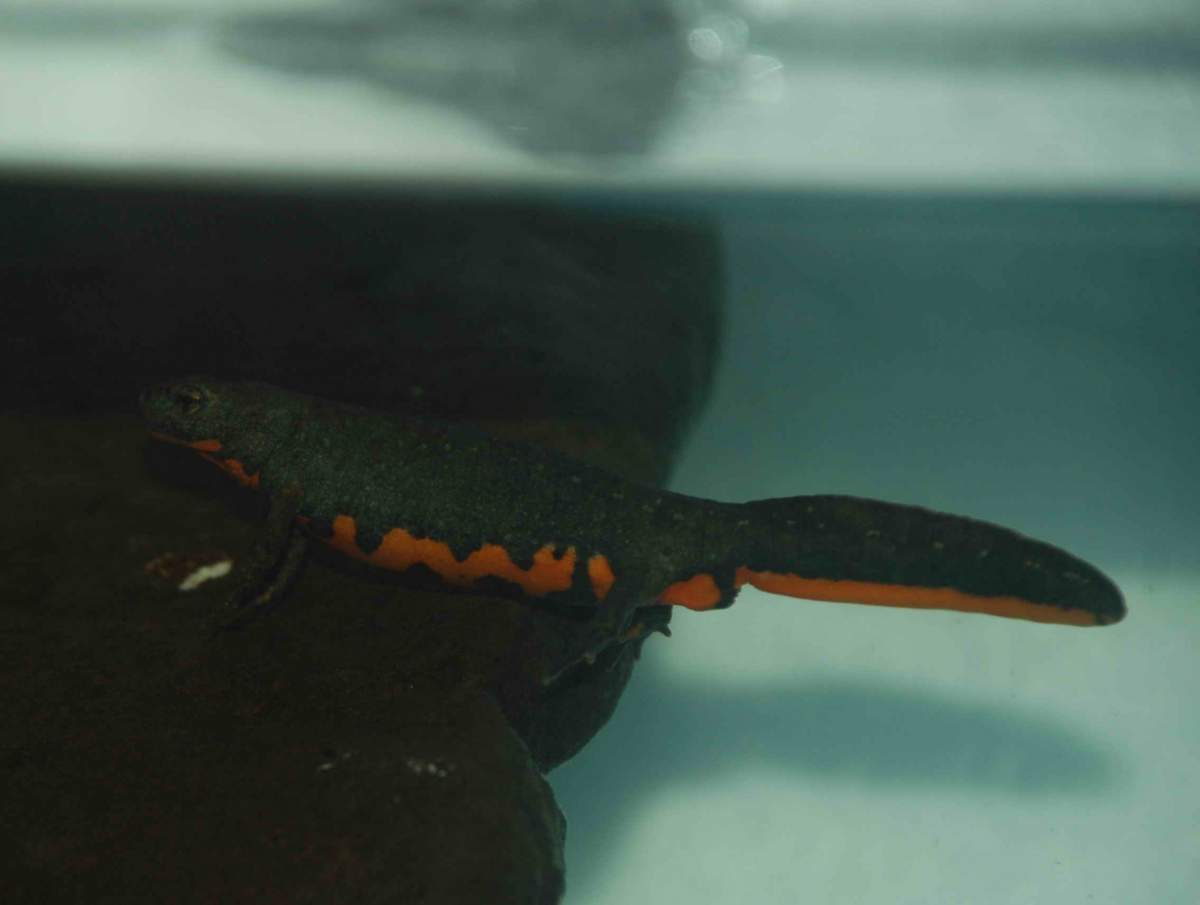 Chinese Fire bellied newts - basic info | Caudata.org: Newts and ...