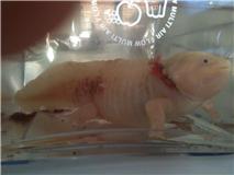 Illness/Sickness: - Swollen red rash | Caudata.org: Newts and ...