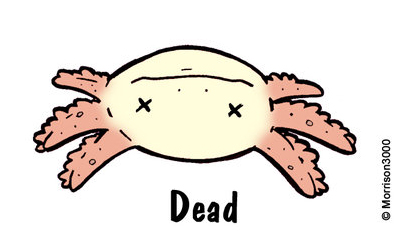 Axie? Are you dead? | Caudata.org: Newts and Salamanders Portal