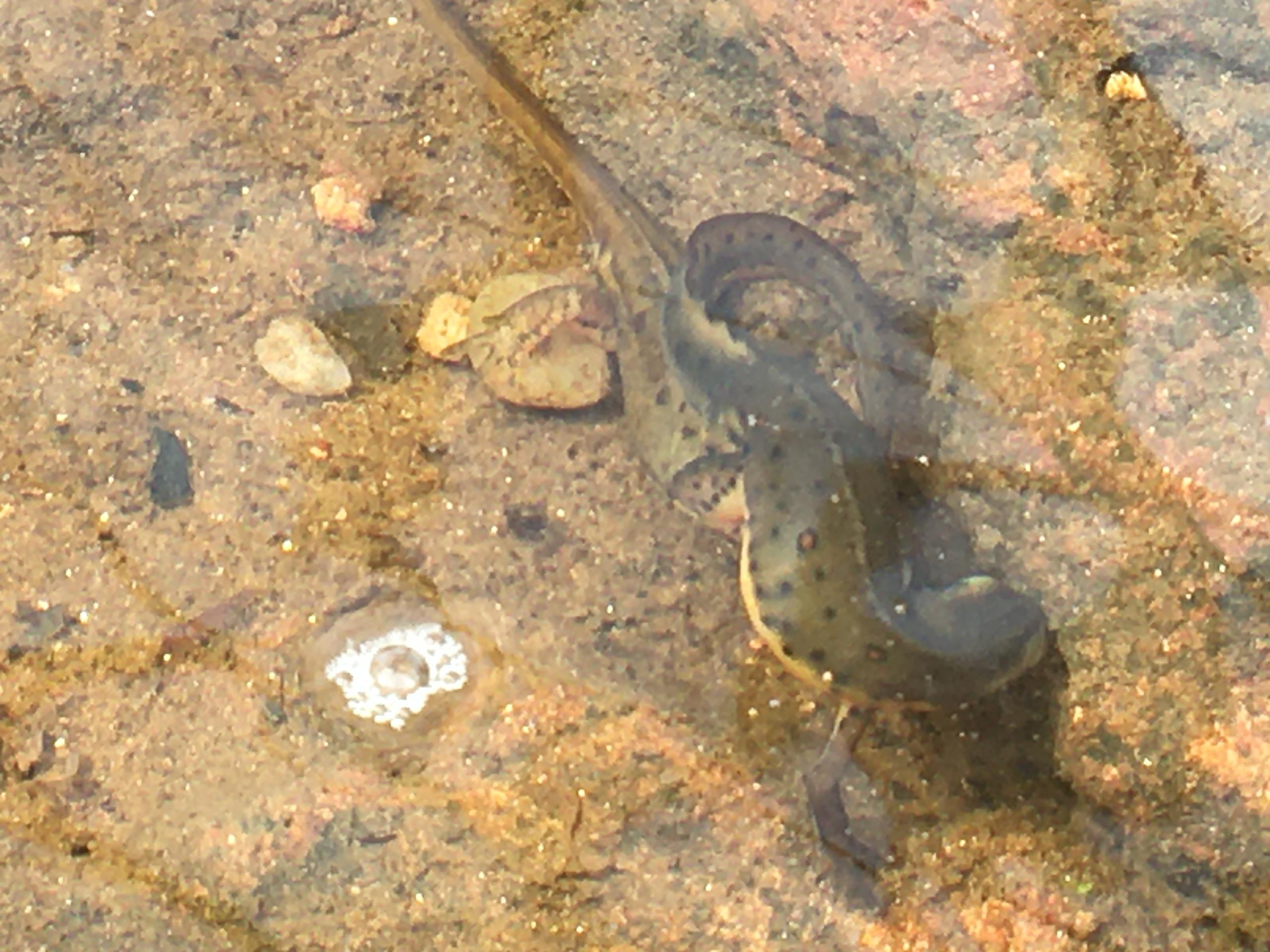 Eastern Newts Mating In My Garden Pond Newts And Salamanders Portal