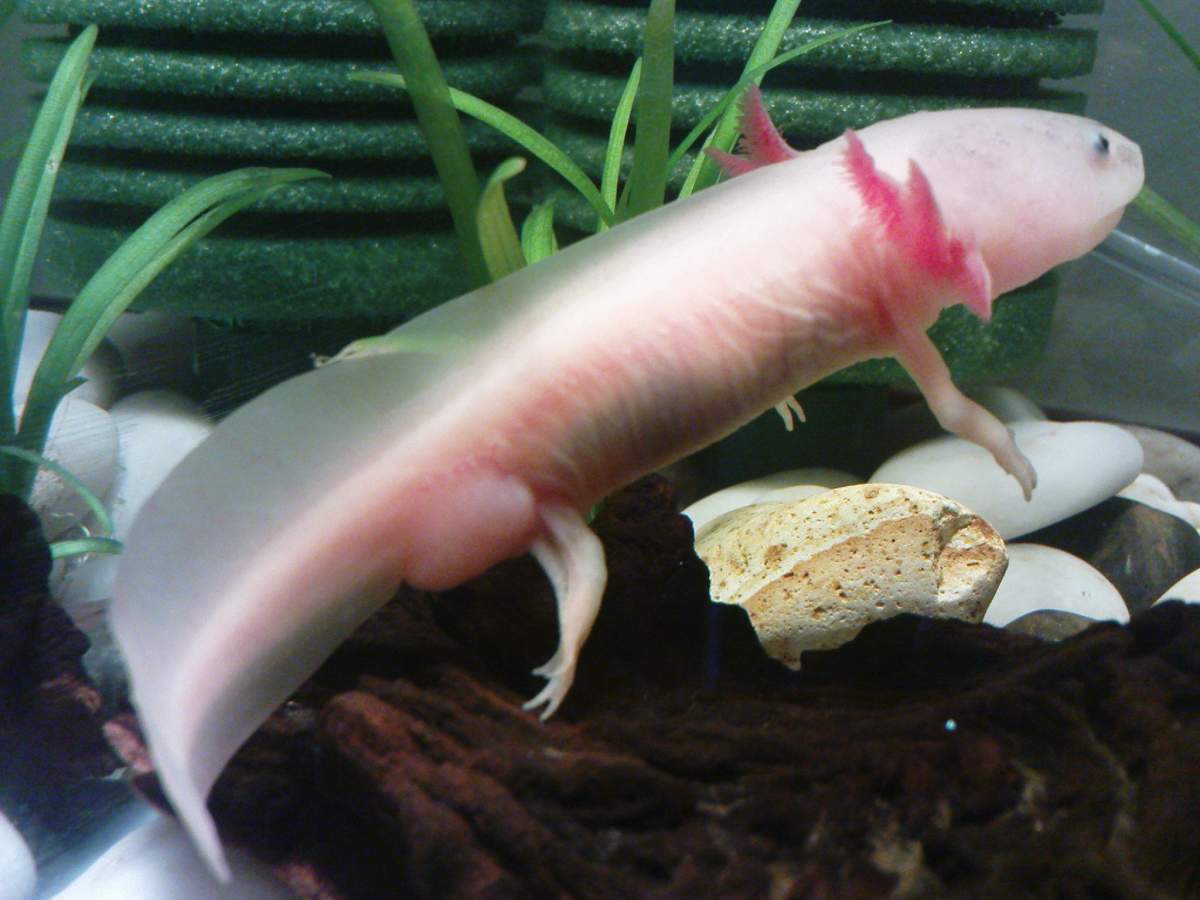 Illness/Sickness: - Axolotl has large swellings by rear legs | Caudata ...