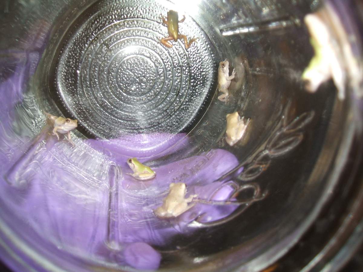 Tree frog Identifying | Caudata.org: Newts and Salamanders Portal