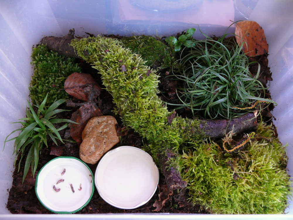 New home for juvenile marbled newts | Caudata.org: Newts and ...