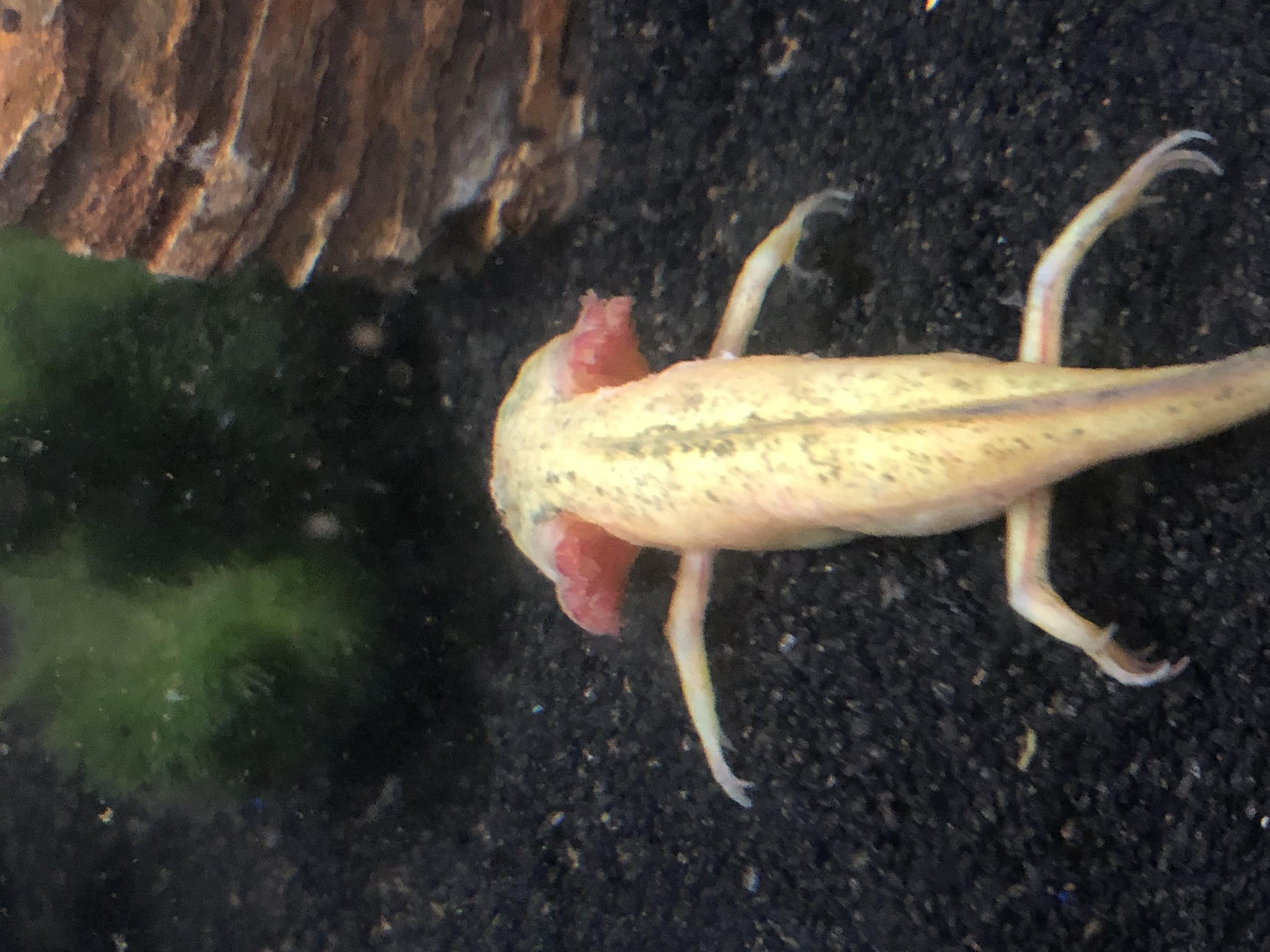Sick axolotl? Gills and abrassions. | Caudata.org: Newts and ...