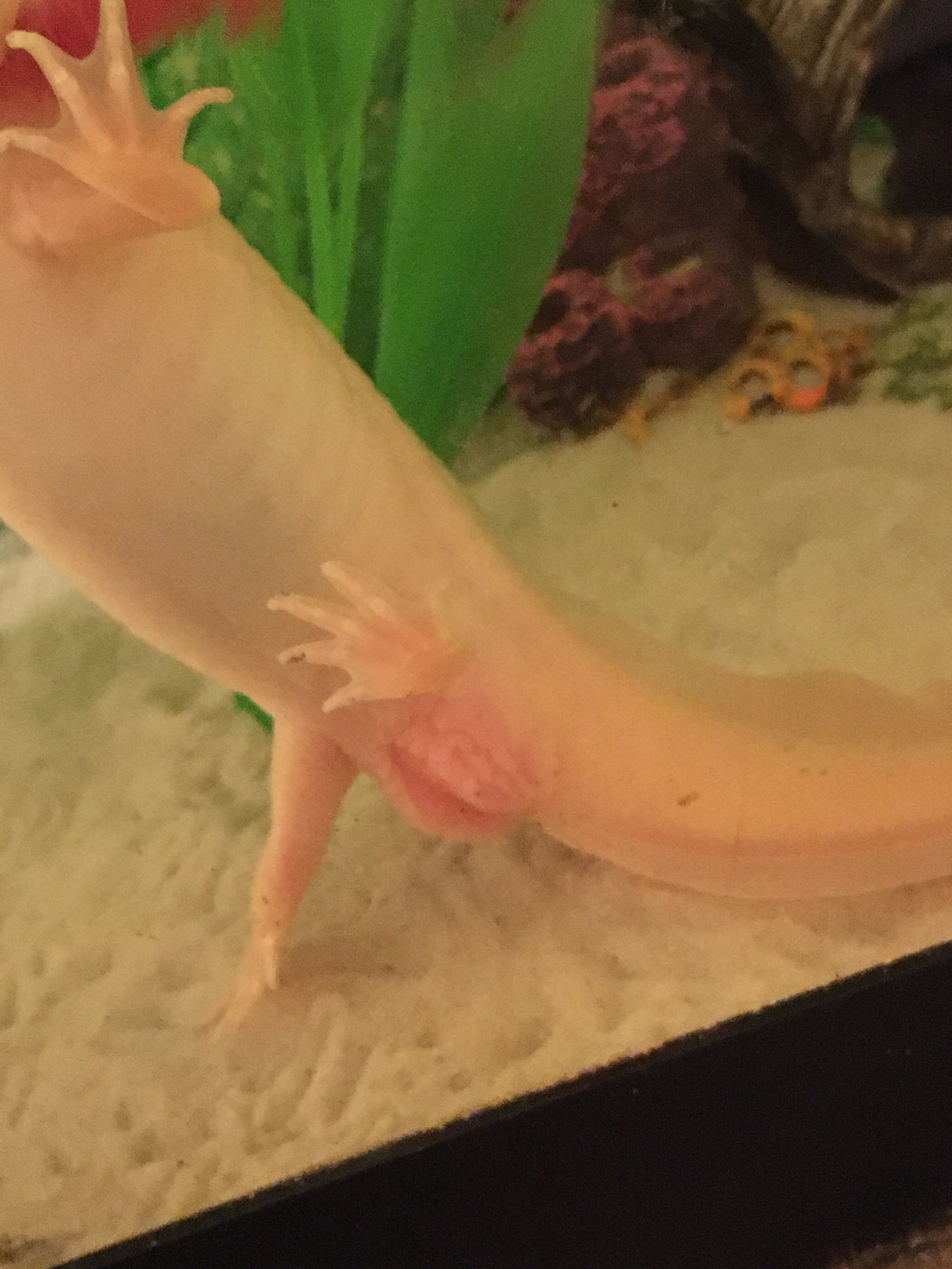 Swollen/Wrinkly Cloaca | Caudata.org: Newts and Salamanders Portal