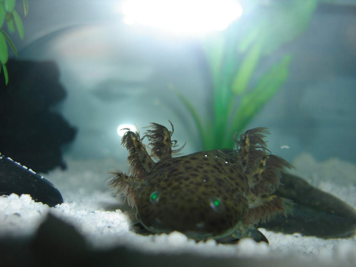 Wild Type Axolotl