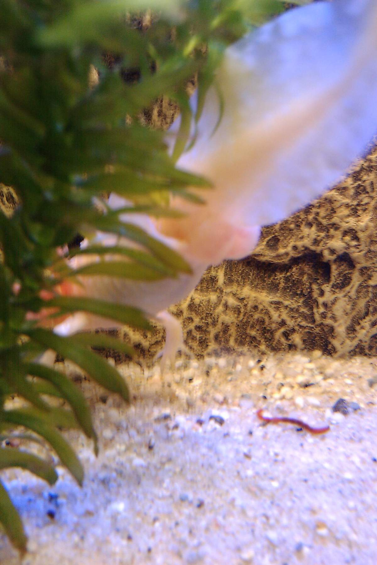 Illness/Sickness: - Swollen cloaca? (lol) | Caudata.org: Newts and ...