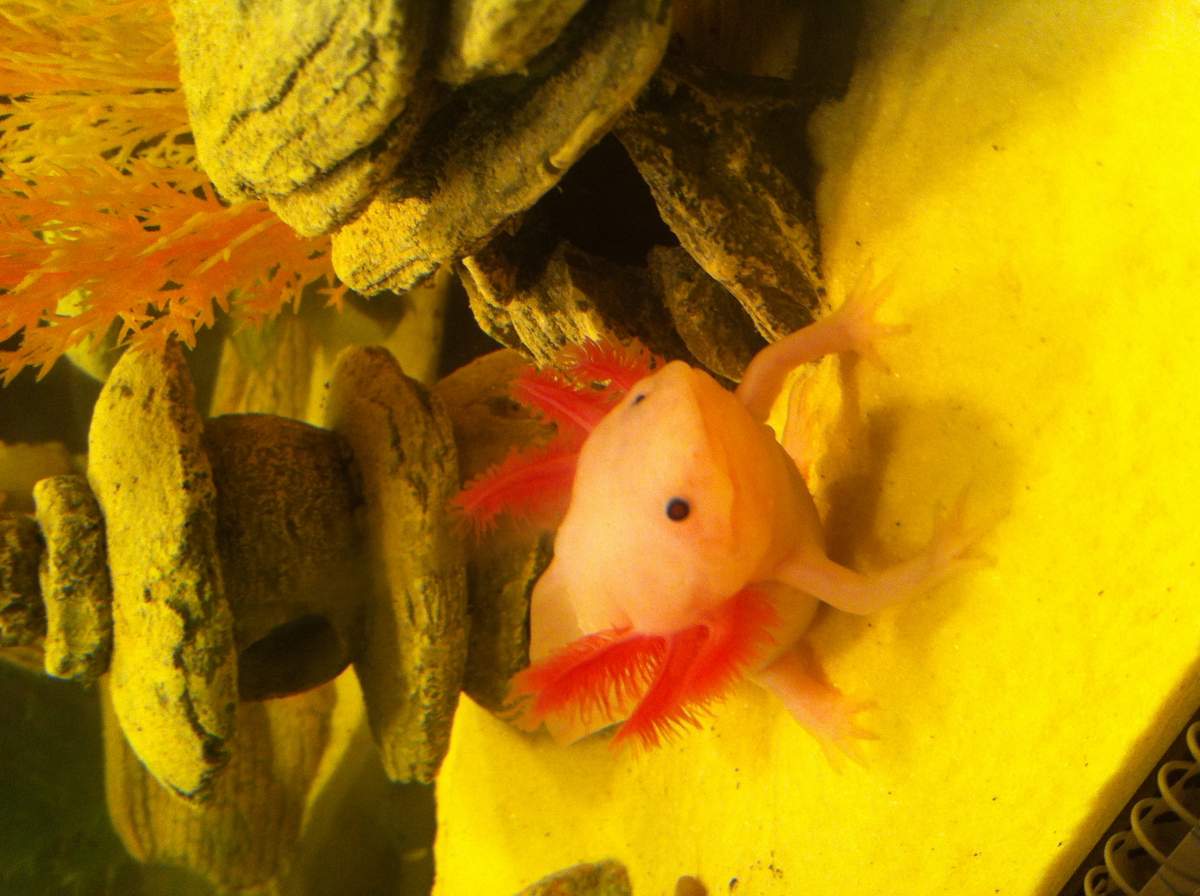 Sick axie or just fat? | Caudata.org: Newts and Salamanders Portal