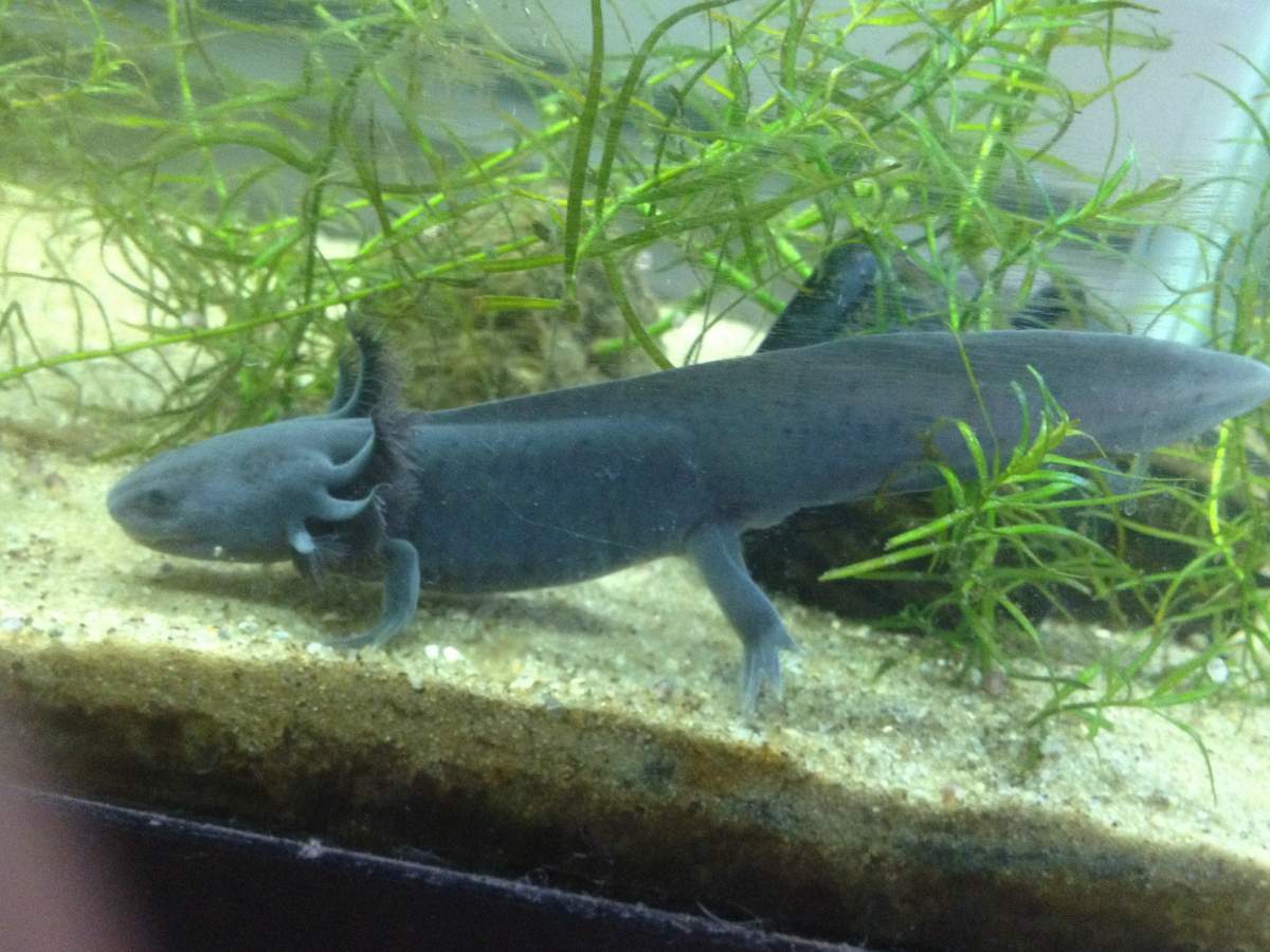 Axanthic animal? | Caudata.org: Newts and Salamanders Portal