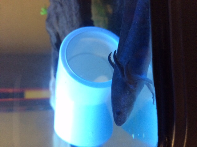 Axolotl Frillless Gills? Floating by Top? | Caudata.org: Newts and ...