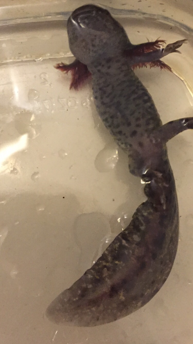 Help- Swollen cloaca and missing leg | Caudata.org: Newts and ...