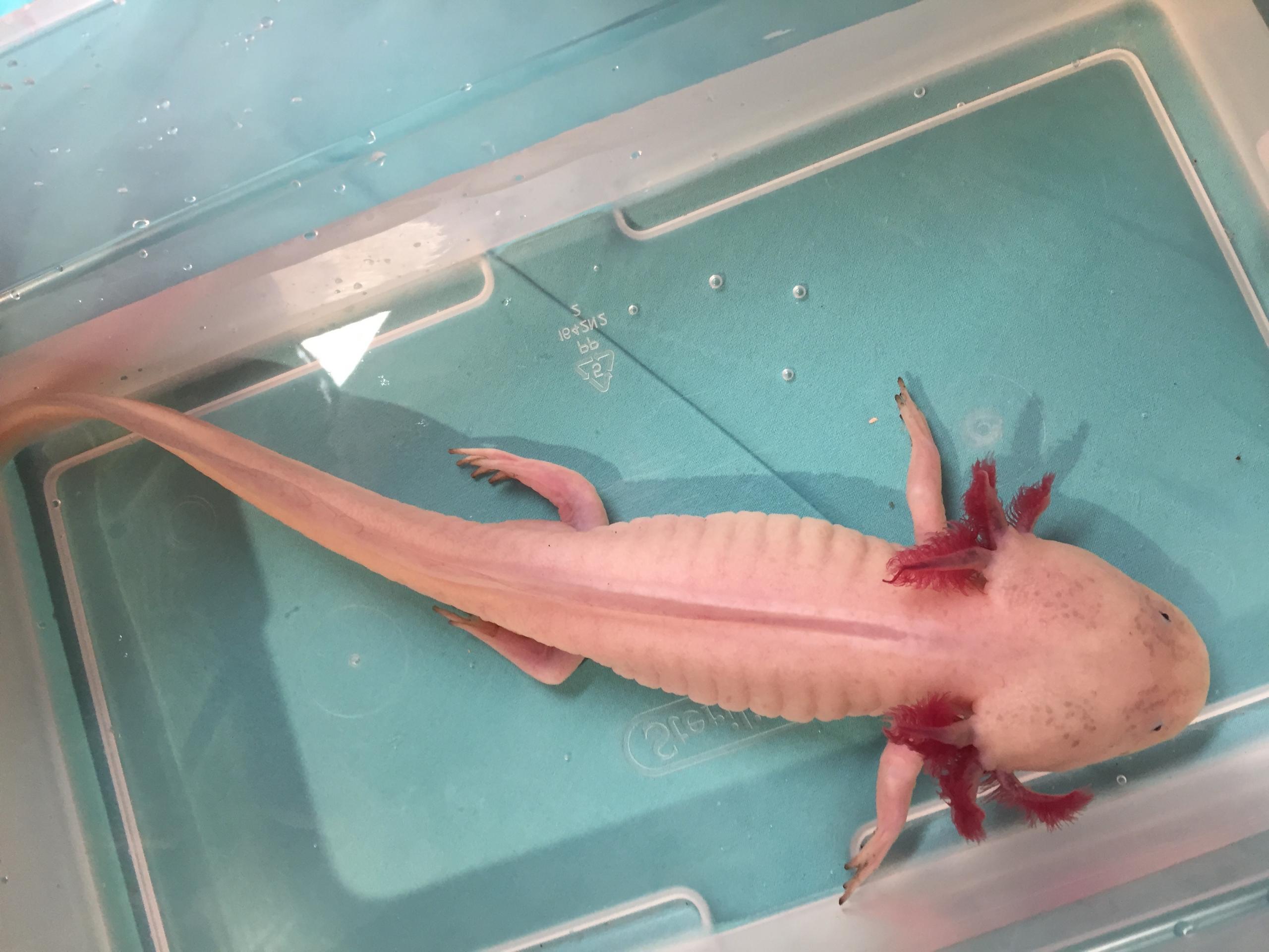 Illness/Sickness: - Axolotl floating upside down, clamped legs ... Illness/Sickness: - Axolotl floating upside down, clamped legs ...