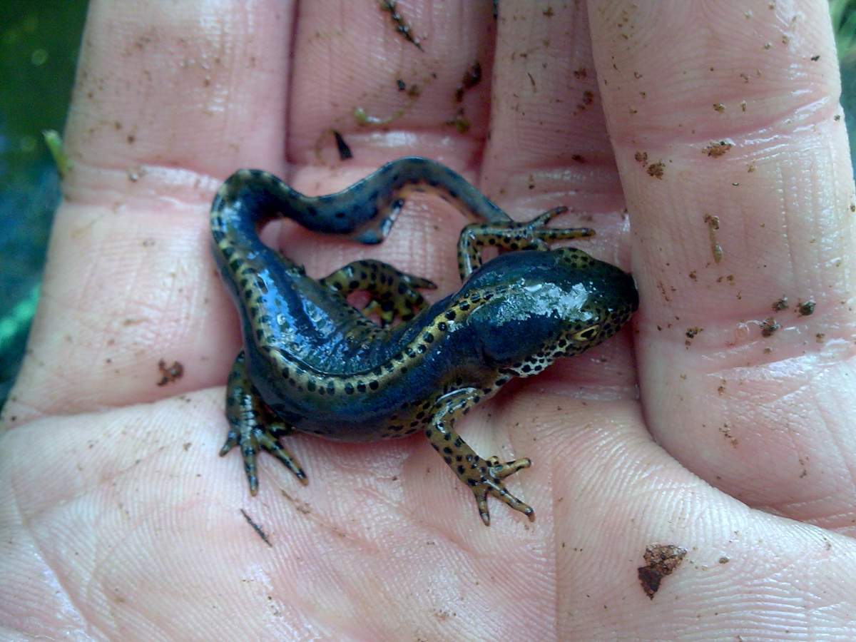 British field herping | Caudata.org: Newts and Salamanders Portal