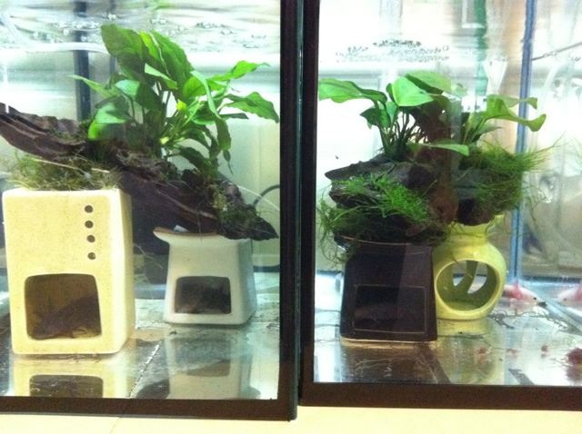 Did you do anything nice to the containers you kept your juvies in ...