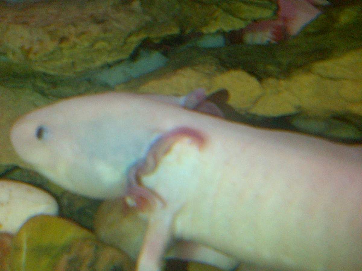 Axolotl is losing their gills and keep floating and wont eat | Caudata ...