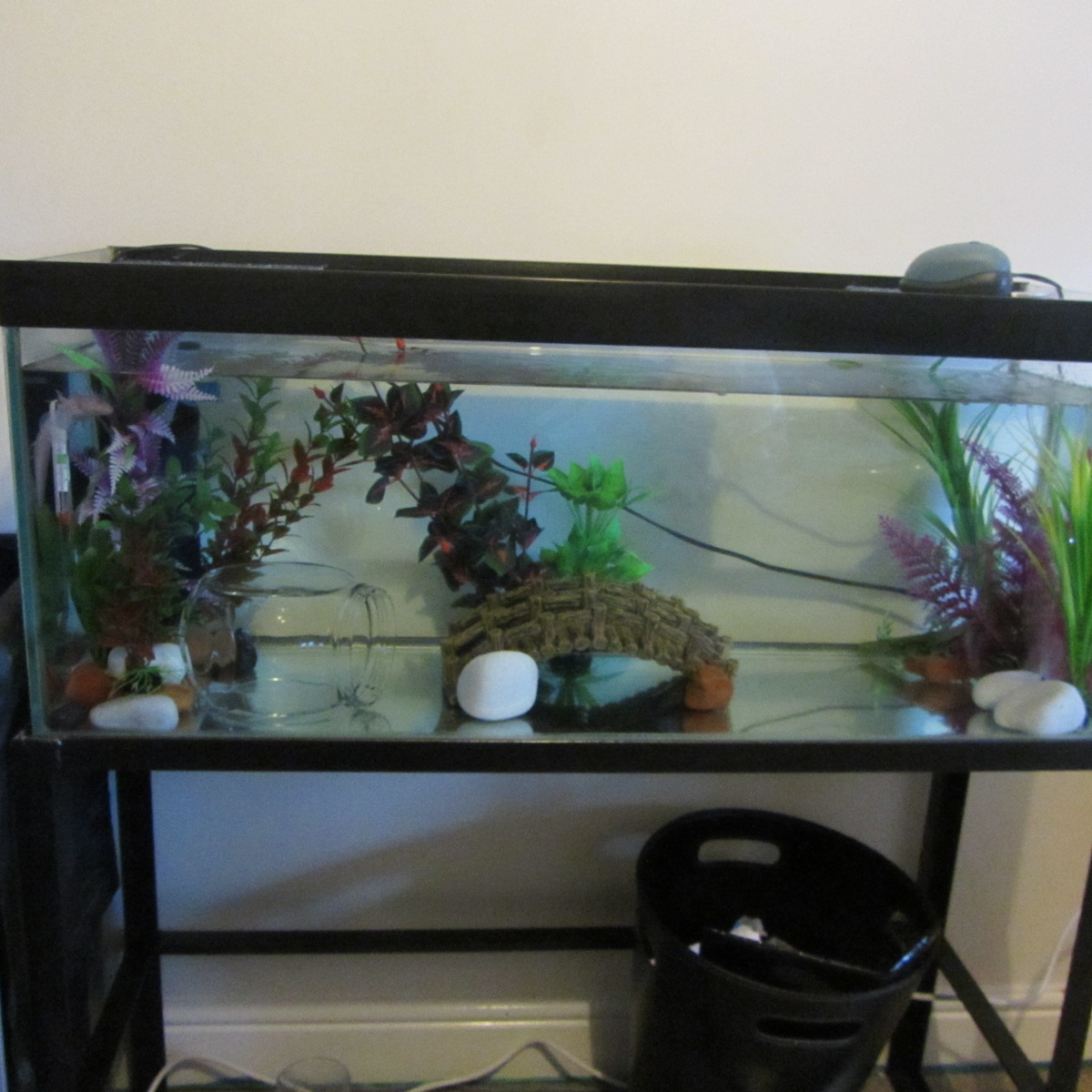 Question: - Axolotl tank size | Caudata.org: Newts and Salamanders Portal