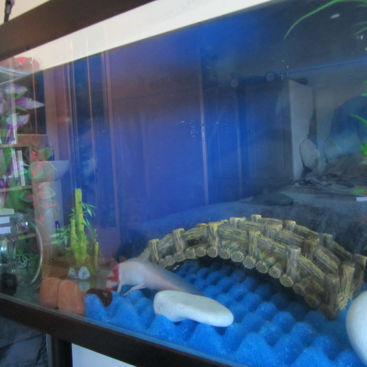 No Sand No Bare Tank Any Other Options Caudata Newts And